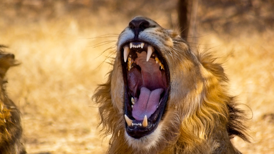 Tout savoir sur les rugissements du lion